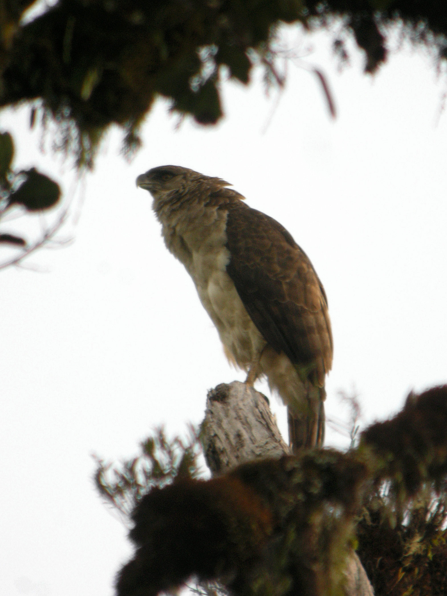Papuan Eagle - Bin3aiah Birds